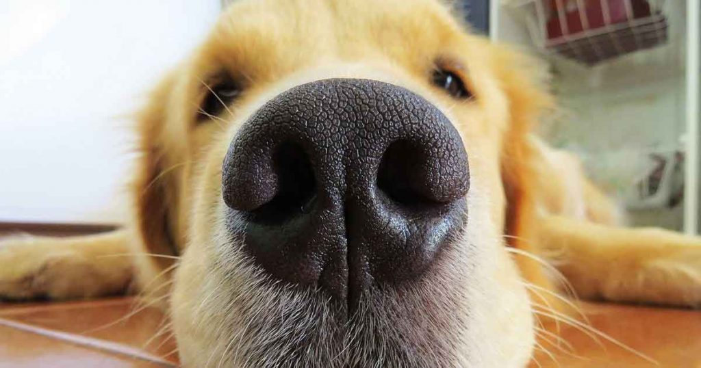 What is odor fade? What causes odor loss in odorized natural gas?